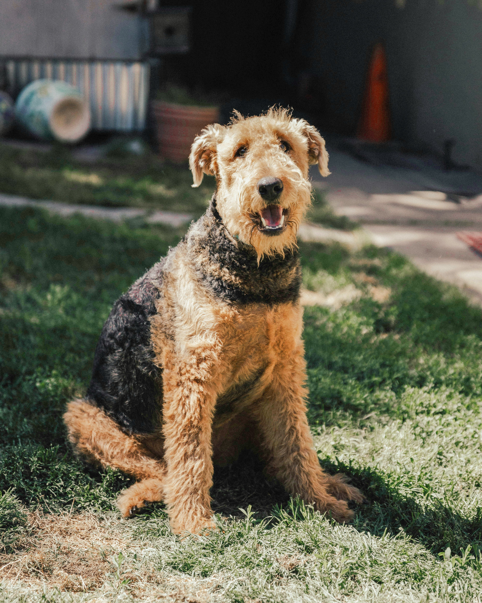 Airedale Terrier – opis rasy psa, wygląd i charakter - Podaj Łapę