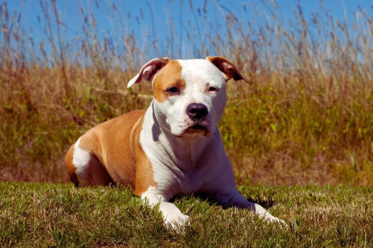 Amstaff - American Staffordshire Terrier - opis rasy, charakter, cena ...
