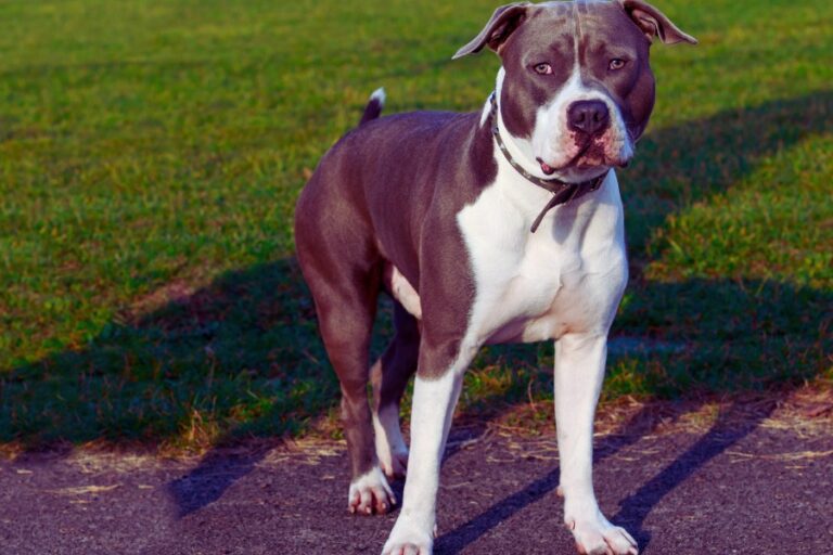 Amstaff - American Staffordshire Terrier - opis rasy, charakter, cena ...