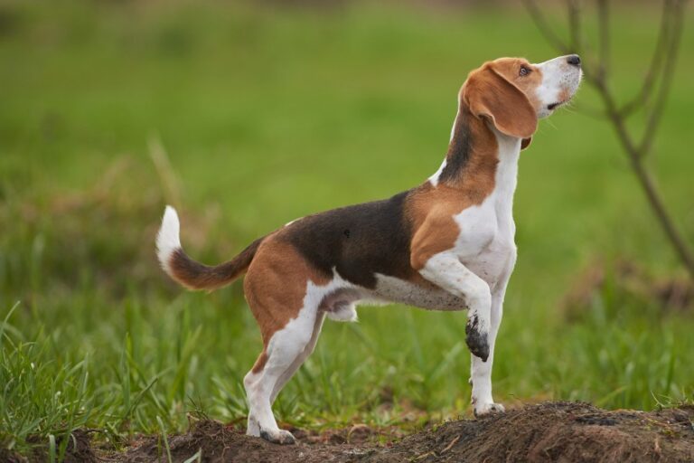 Beagle pies - opis rasy, wygląd, charakter, hodowla, szczeniaki, cena ...