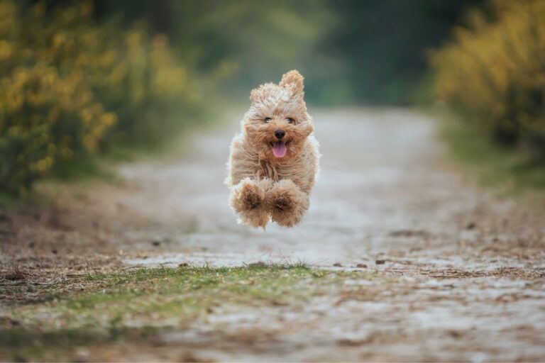 Cavapoo (cavoodle) - opis rasy psa, charakter, szczeniaki cena, hodowle ...