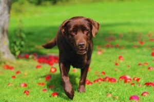 Labrador Retriever – opis rasy, charakter, hodowla, szczeniaki, cena ...