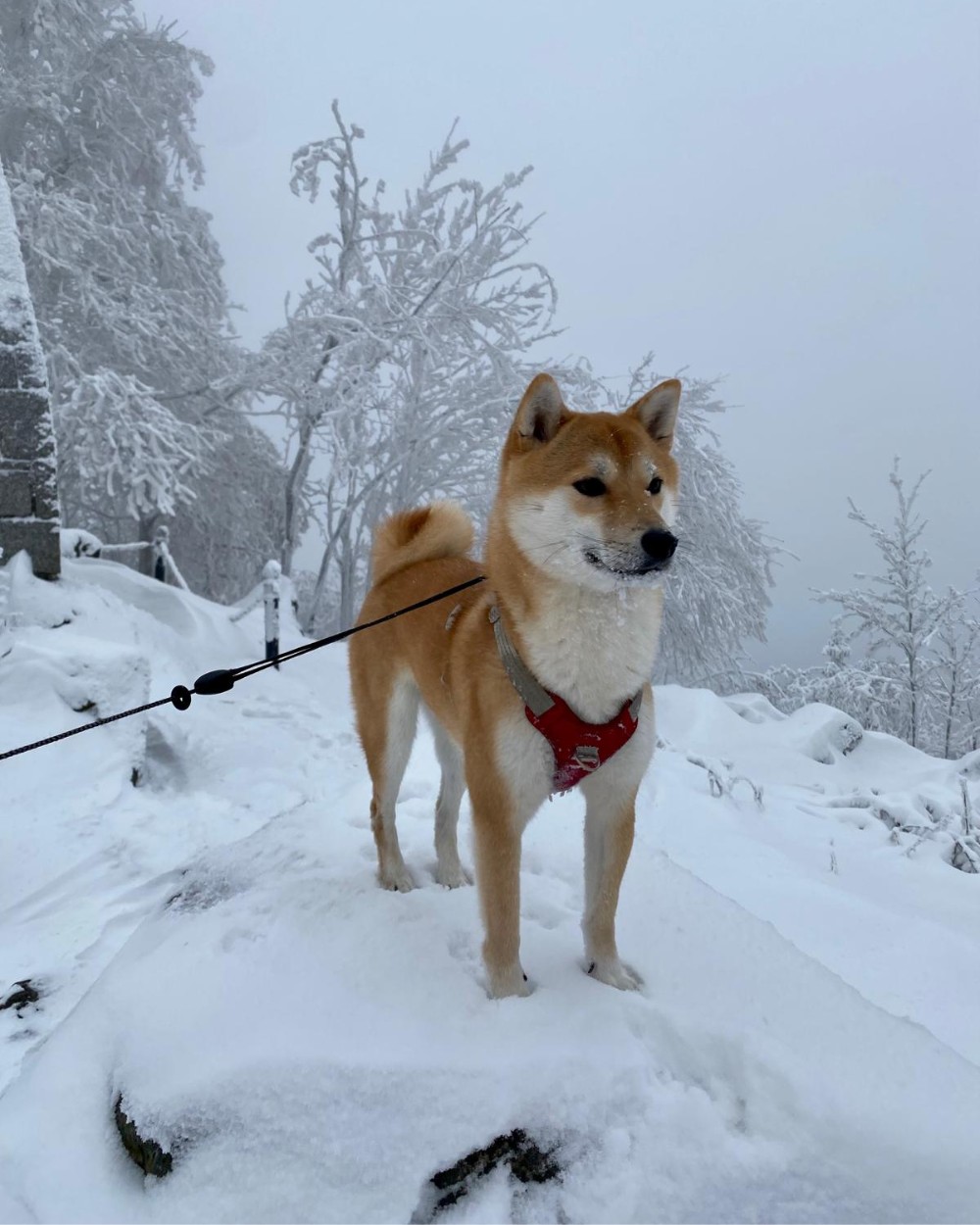Shiba Inu pies - opis rasy, charakter, hodowle, szczenięta cena - Podaj ...