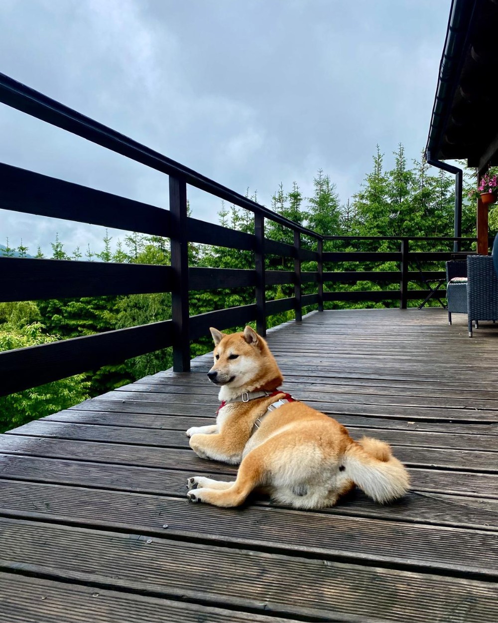 Shiba Inu pies - opis rasy, charakter, hodowle, szczenięta cena - Podaj ...