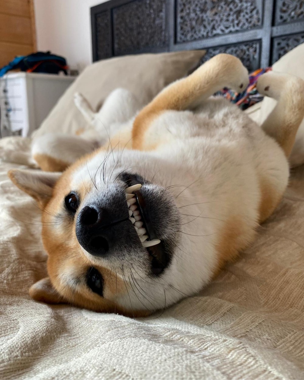 Shiba Inu pies - opis rasy, charakter, hodowle, szczenięta cena - Podaj ...