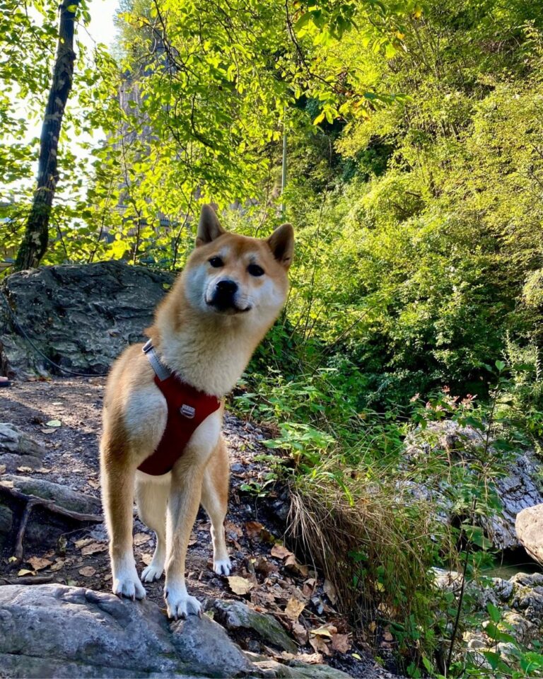 Shiba Inu pies - opis rasy, charakter, hodowle, szczenięta cena - Podaj ...