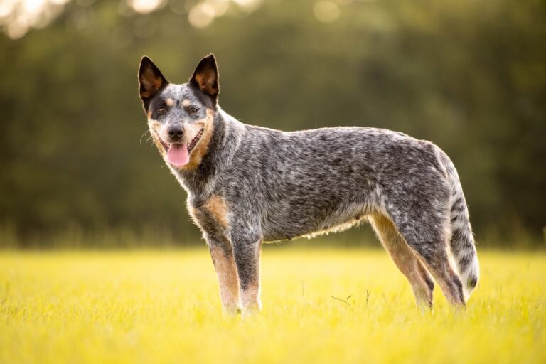 Australian Cattle Dog - opis rasy psa, wygląd i charakter - Podaj Łapę