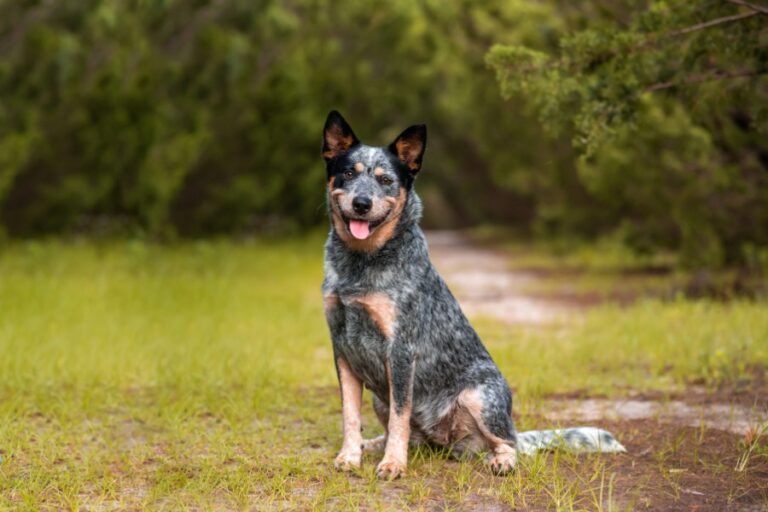 Australian Cattle Dog - opis rasy psa, wygląd i charakter - Podaj Łapę