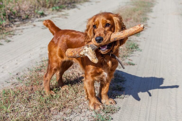 Cocker spaniel angielski - opis rasy psa, wygląd i charakter - Podaj Łapę